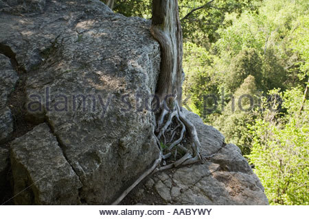 Cedar tree on rock promontory extending into the south rim of the Stock ...