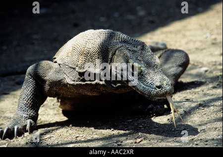 A Komodo dragon flicking its tongue to smell potential preys, Komodo ...