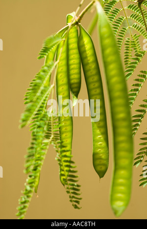 seed pod and leaves of Royal Poinciana, Flamboyant or Flame tree Stock ...