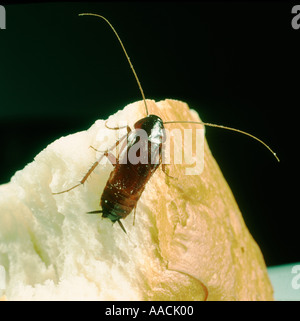 Blatta orientalis, Oriental cockroach Stock Photo - Alamy