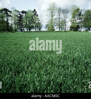 Field of young wheat in the spring Stock Photo - Alamy