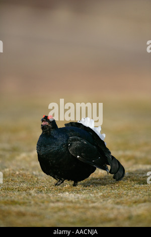 BLACK GROUSE Tetrao tetrix Scotland Male at lek or display ground Stock ...