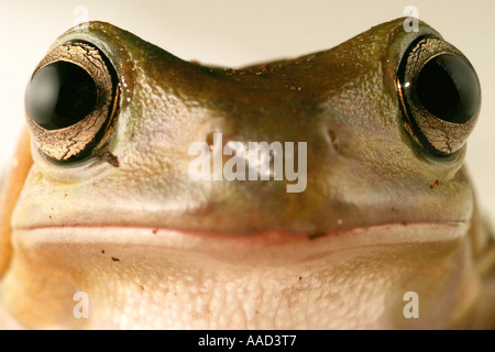 . The anatomy of the frog. Frogs -- Anatomy; Amphibians -- Anatomy. 150 ...