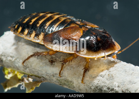 cockroach roach Blaberus atropos Blattodea Argentinische Waldschaben ...