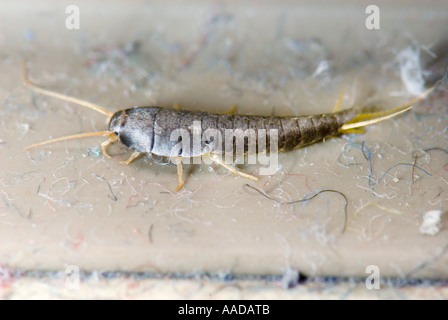 1 one Lepisma saccharina commonly called the fishmoth silverfish small ...
