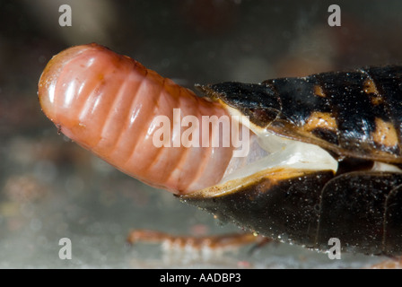 OVIPOSITOR genital organ reproductions female cockroach roach Blaberus ...