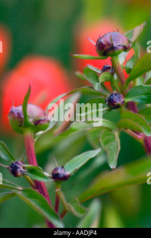 Emerging Peony Flower Buds Stock Photo - Alamy