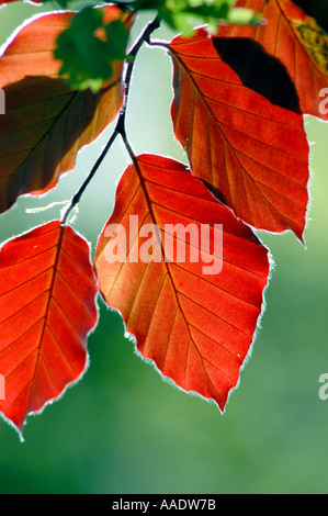 Copper beech leaves against sunlight Stock Photo - Alamy