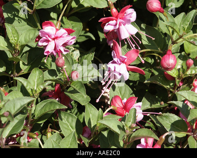 Fuchsia 'Heidi Ann' Stock Photo - Alamy