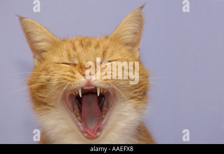 Orange tabby cat yawning wide with open mouth and teeth visible and ...