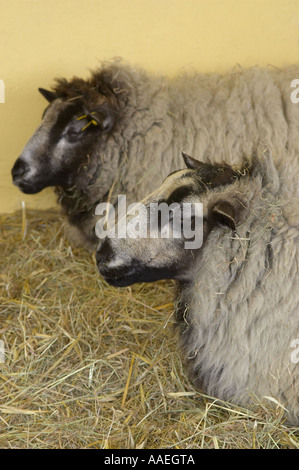 Domestic Sheep, Badger-faced Welsh, Torwen (left) and Torddu (right ...