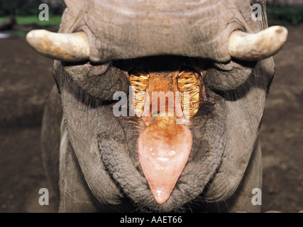 Inside of elephant s mouth showing teeth and tongue Tanzania East ...