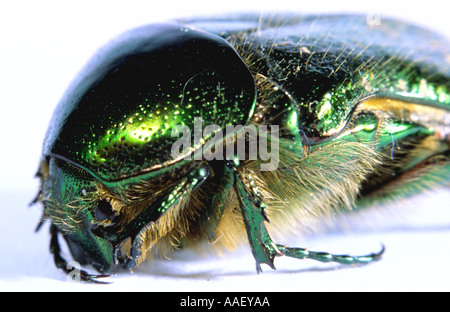 Rose Chafer (Cetonia aurata), larva in soil Stock Photo: 38812526 - Alamy