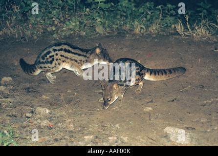 Striped Civet (Fossa fossana) at night, vulnerable species, Madagascar ...