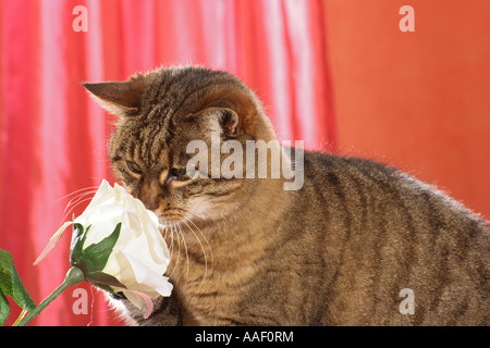 cat - sniffing at white rose Stock Photo - Alamy