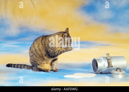domestic cat - preening itself Stock Photo - Alamy