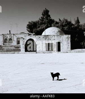 black cat in jerusalem old town israel Stock Photo - Alamy