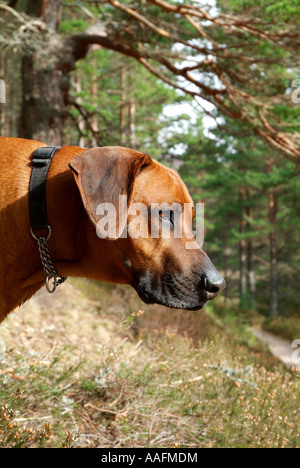 Rhodesian Ridgeback / African Lion Hound (Canis lupus familiaris) pup ...