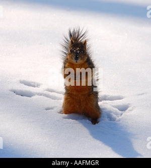 American Red Squirrel in Denver Colorado Stock Photo - Alamy