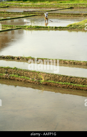 Rice padi or paddi fields in Sabah north Borneo Stock Photo - Alamy