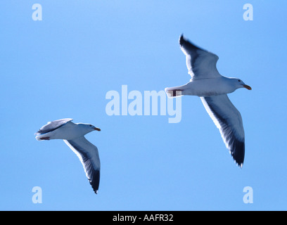 Seagulls are flying in sky over the sea waters Stock Photo - Alamy