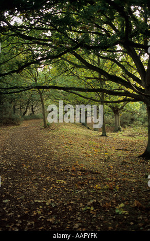 Beccles Common in Suffolk Uk in the Autumn Stock Photo - Alamy
