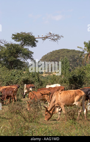 Cattle egrets with cows near Kuch Ethiopia Africa Stock Photo - Alamy