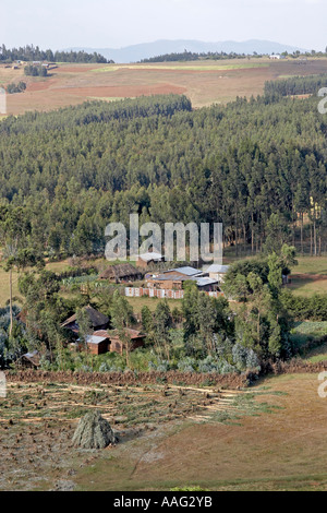Farms and arable landscape with Eucalyptus tree woods in Entoto hills ...