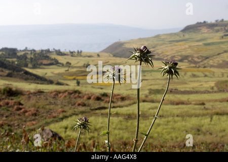 Spikey plant with mountains hills fields crops and houses in escarpment ...