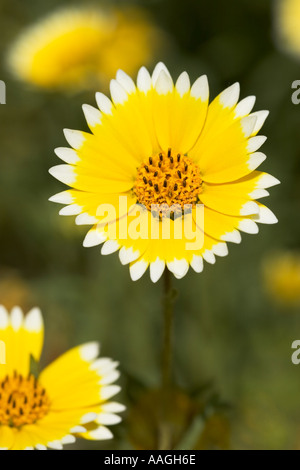 Layia Platyglossa Flower Chelsea Physic Garden London England UK Stock ...