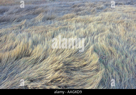 Biddeford ME Salt marsh grasses near Biddeford Pool TPL project ...