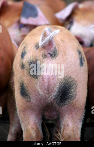 pigs bottom funny Stock Photo - Alamy