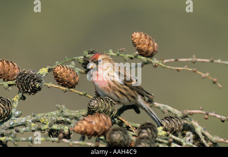Lesser Redpoll Carduelis flammea on larch tree branch Stock Photo - Alamy