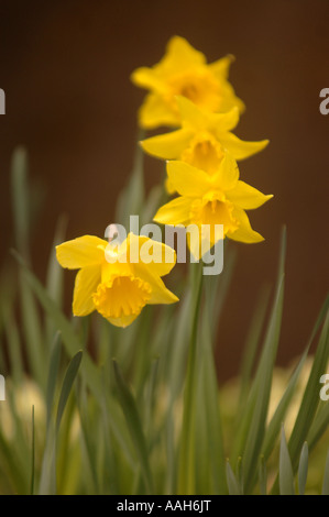 Tenby Daffodil daffodils Narcissus obvallaris Stock Photo - Alamy