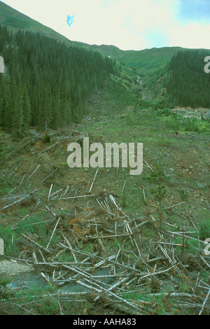 Avalanche chute damage in Colorado Rocky Mountains Stock Photo - Alamy