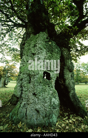 Ancient oaks Chatelherault Hamilton Scotland Stock Photo - Alamy