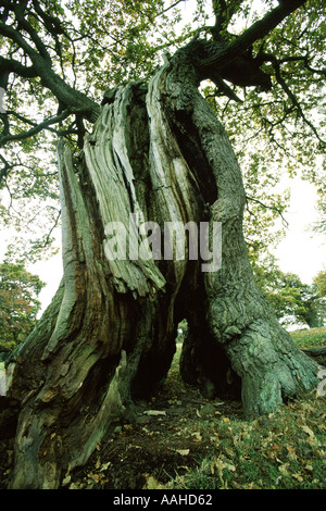 Ancient oaks Chatelherault Hamilton Scotland Stock Photo - Alamy