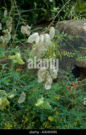 Cancer bush (Sutherlandia frutescens Stock Photo - Alamy