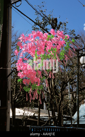 Cherry blossom in spring before a blue sky Stock Photo - Alamy