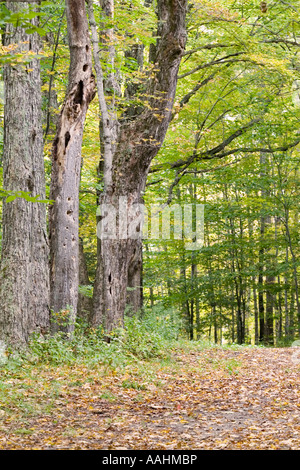 Forest path in mountain forest in autumn on a sunny day Stock Photo - Alamy