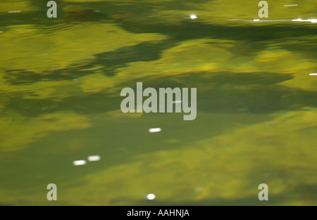 Fall run salmon in small stream Stock Photo - Alamy