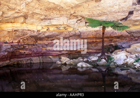 Tree fern and precipice sandstone Carnarvon Gorge National Park ...