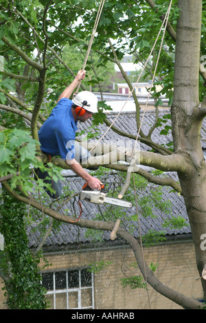 Tree Surgeon at Work UK Stock Photo - Alamy