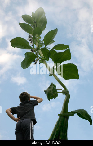 A beanstalk growing up into the blue sky Stock Photo - Alamy