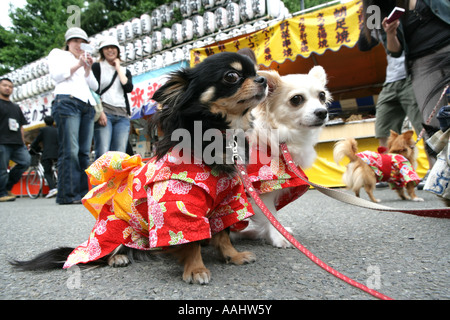 JPN Japan Tokyo dog owner japanese people are crazy about little dogs ...