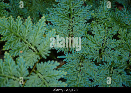 Electric Ferns Selaginella spp small fern like plants that usually grow ...