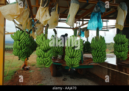 Banana process and packing shed far north queensland conveyor belt ...