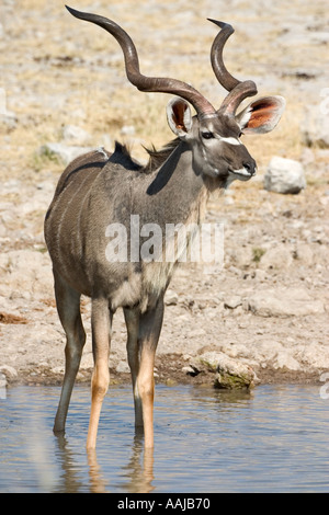 Kudu bull drinking Stock Photo - Alamy