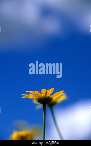 Yellow Flowers against blue sky Stock Photo - Alamy