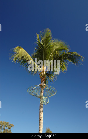 Coconet Coconut catcher in palm tree Queensland Australia dsc 0875 ...